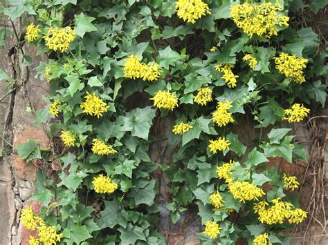 Senecio Tamoides Kanarieklimop Canary Creeper Ihlozi Elikhulu