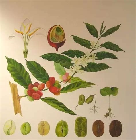 Typica