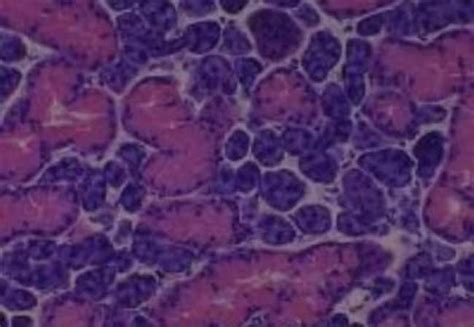Novus Biologicals™ Mouse Multi Organ Tissue Microarray Normal Mouse