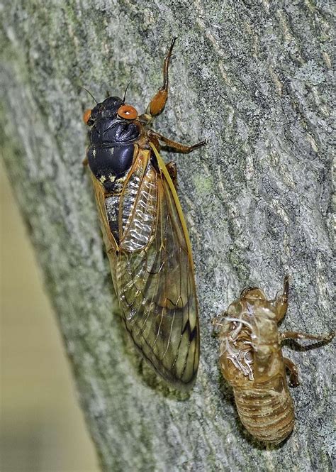 ‘we Think Its A Big Deal Rare Dual Emergence Of Cicadas Has Some