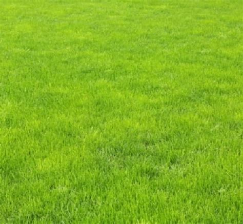 Growing Bermuda Grass From Seed Pack Of 3000 Amazon In Garden Outdoors