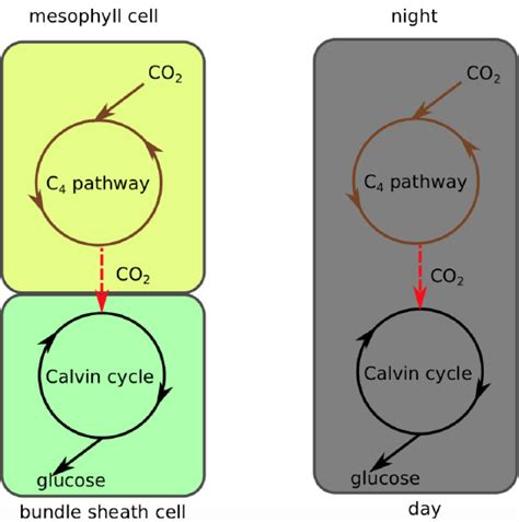 3 4 C₄ Pathway Biology Libretexts