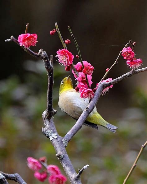 弥生 Hiro Ochi 2023のブログ