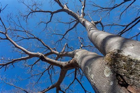 Premium Photo Huge Tree With Bottomup Perspective View