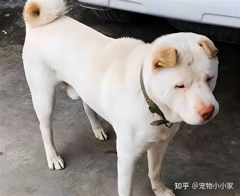 潮汕大头狗为什么逐渐受欢迎？主人：养后就看不上其他狗 知乎