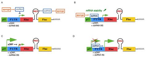 Figure S27 Schematic Representation Of The Function Of Dorna In