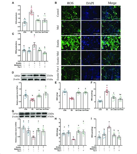Effect Of Melatonin On Antioxidative Activation And Lipid