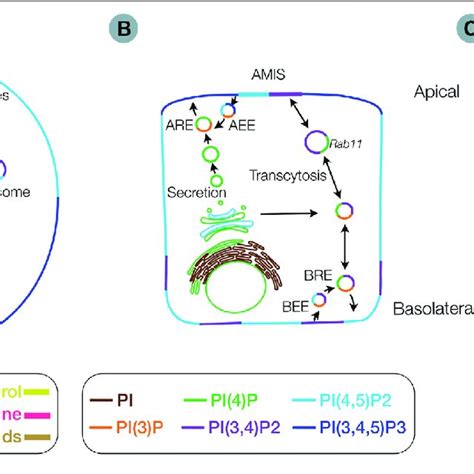 Membrane Distribution Of Lipids Involved In Epithelial Polarity