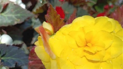 Beautiful Composition Of The Begonias Non Stop чудова композиція із бегонії Youtube