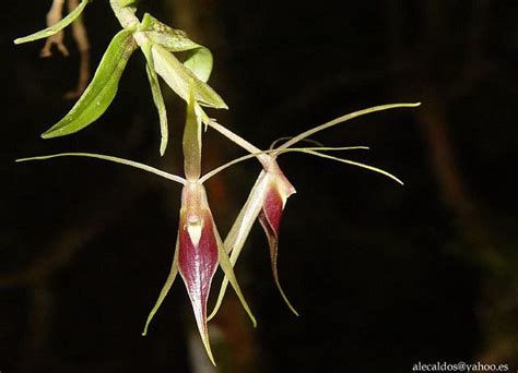 Epidendrum Escobarianum Orchid Propagation Guide