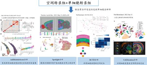 单细胞测序数据个性化分析方法有哪些？ 百迈客生物