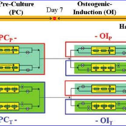 Schematics Of The Staged Bioreactor Operation The In House Perfusion