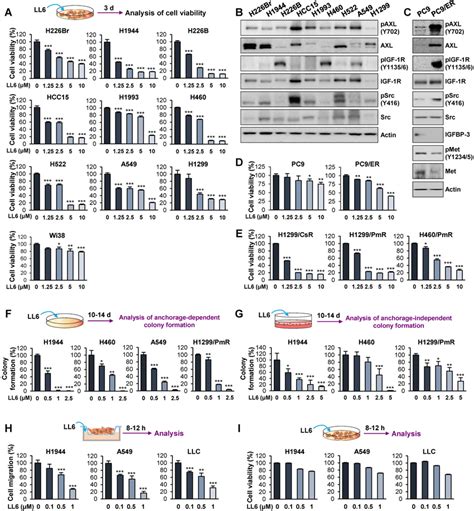 Effects Of Ll6 On The Viability Colony Formation And Migration Of Download Scientific Diagram