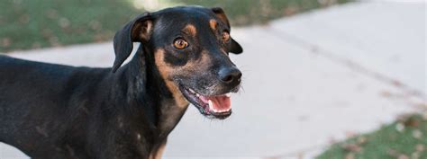 Humane Society Naples Gives Back Patty Baker Humane Society Naples