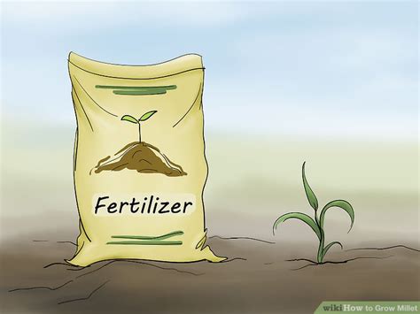 How To Grow Millet With Pictures Wikihow