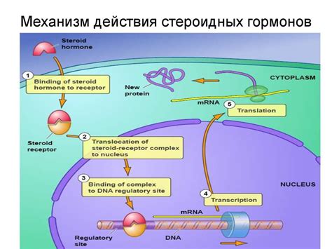 Гормональные лекарственные средства - презентация онлайн