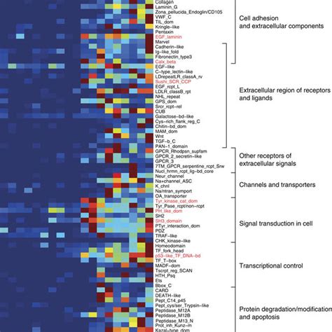 The Filasterean Capsaspora Owczarzaki Ab Differential Interference Download Scientific