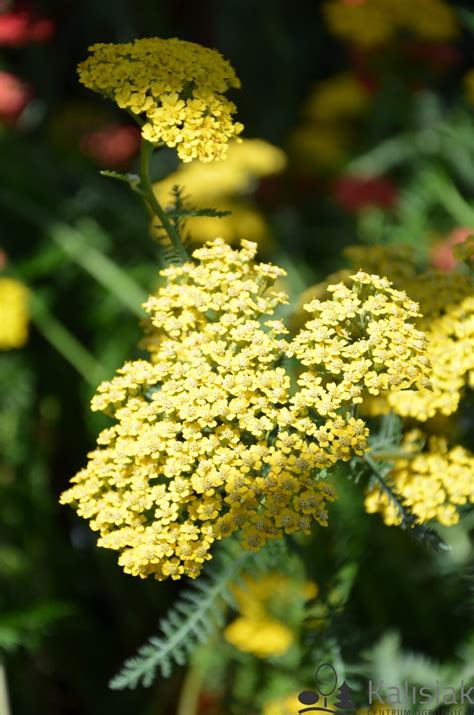 Achillea Millefolium Terracotta Krwawnik Pospolity