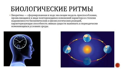 Адаптации биологических ритмов человека Классификация биоритмов