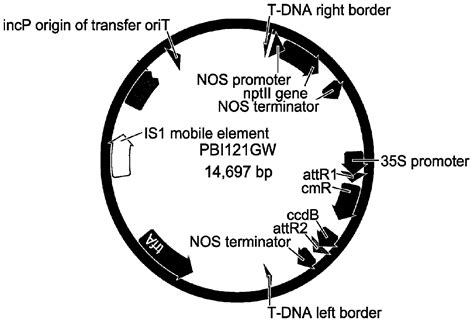 Key Gene Tcnac1 For Regulating And Controlling Salt Tolerance Of
