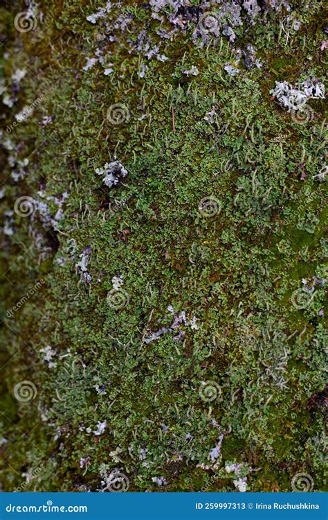 The Trunk Of A Tree Overgrown With Green Mouse Like On The North Side