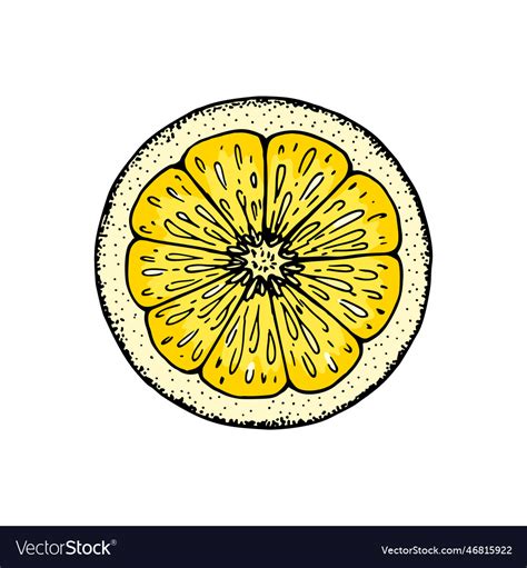 Lemon Slice Colorful Hand Drawn In Sketch Style Vector Image