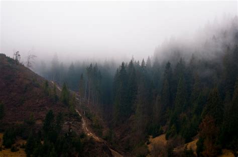 图片素材 景观 树 性质 森林 荒野 多雾路段 薄雾 早上 爬坡道 谷 山脉 秋季 天气 岭 高原 地形