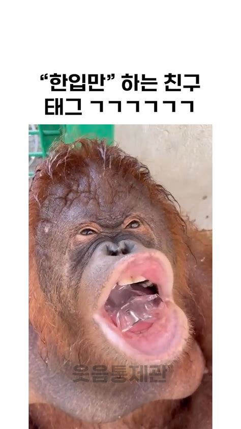 웃음통제관 아니 왜 본인이 갑자기 시카마루 그림그리기 웃긴영상 웃긴짤모음 신기한영상 신기한영상모음 웃짤 웃긴짤 Instagram