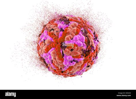 Interferon Gamma Molecular Model Interferon Gamma Is Produced By