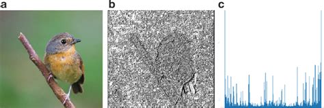 a input image b lbp c lbp histogram download scientific diagram