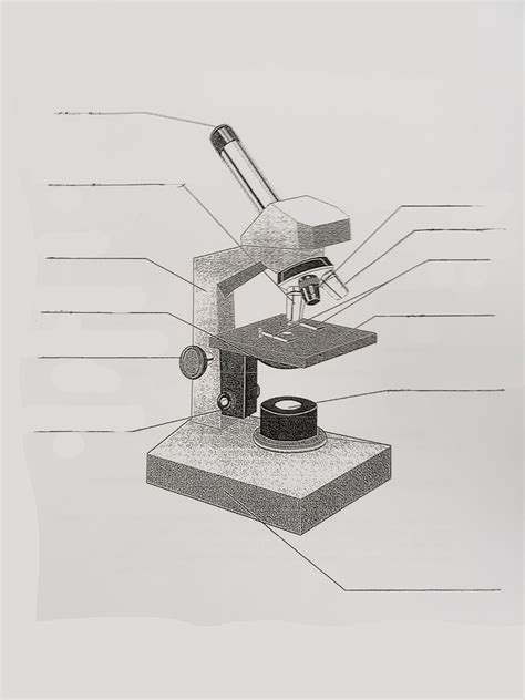 Microscope Fill In Diagram Quizlet