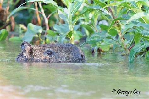 Capybara Swimming