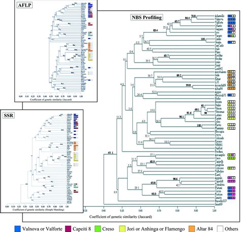 Dendrograms Obtained With Cluster Analysis Upgma Of Nbs Profiling Download Scientific