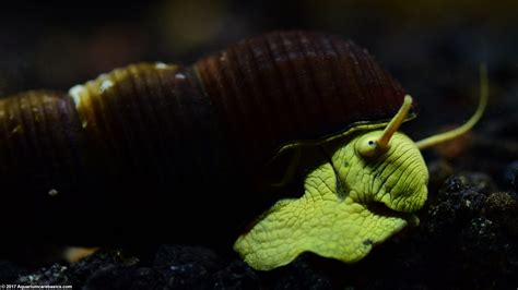 Rabbit Snail Care Breeding Feeding And Tankmates Video