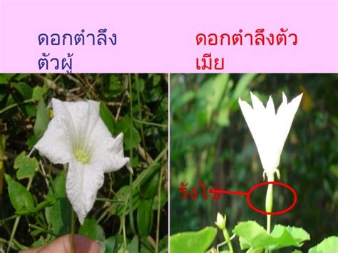 ส่วนประกอบของดอกไม้