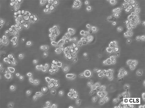 Mv4 11 Cells