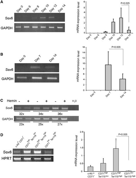 Sox 6 Expression During Erythroid Maturation A Erythroid Liquid
