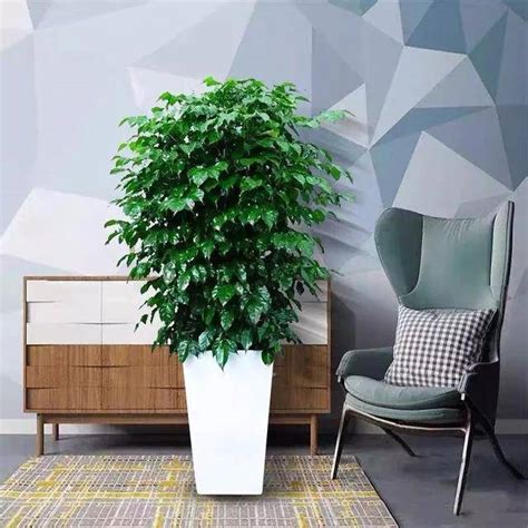 家里养什么花好客厅家里装修客厅最旺宅的植物大山谷图库