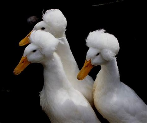Crested White Backyard Chickens Learn How To Raise Chickens