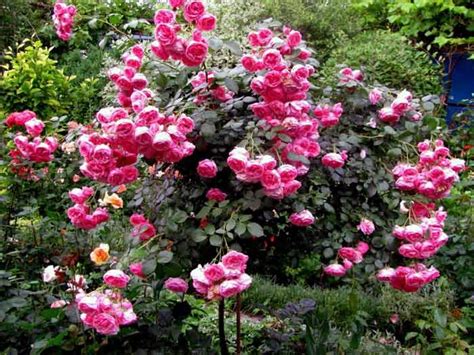Розы в саду на фото Beautiful Flowers Flowers Rose