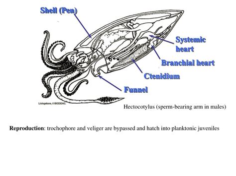 Ppt Phylum Mollusca Class Aplacophora √ Class Polyplacophora √