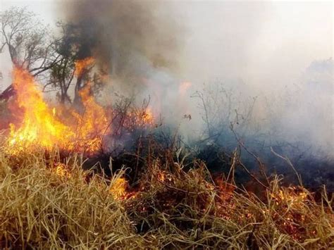 Incendios En El Delta Del Paraná El Heraldo