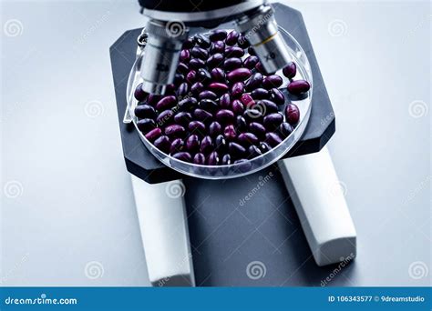 Laboratory For Food Analysis Red Beans Under The Microscope On Grey