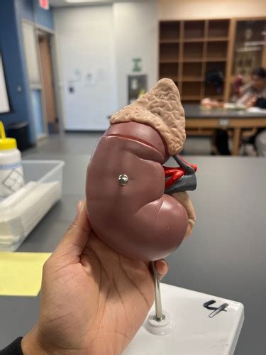 Urinary System Lab Flashcards Quizlet