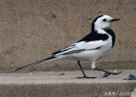 這種水鳥的名字是白鶺鴒 每日頭條