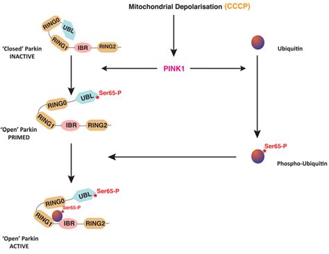 Model Of Parkin Activation By Pink1 And Phospho Ubiquitin Under Basal