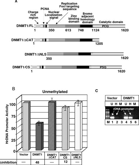 Figure 2 From Role Of Dna Methyltransferases In Regulation Of Human