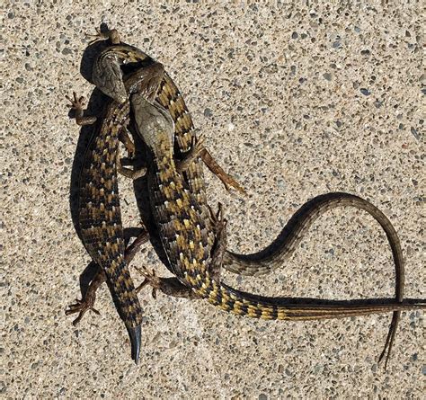 Lizard Behavior And Life History Breeding Season Activities And Male