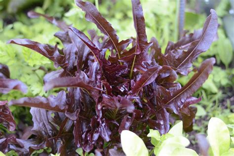 Lettuce ‘lunix Seeds Lawn And Garden Retailer