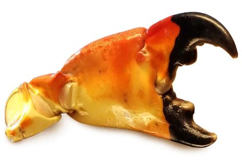 Stone Crab Claws Frenchys Stone Crab And Seafood Market